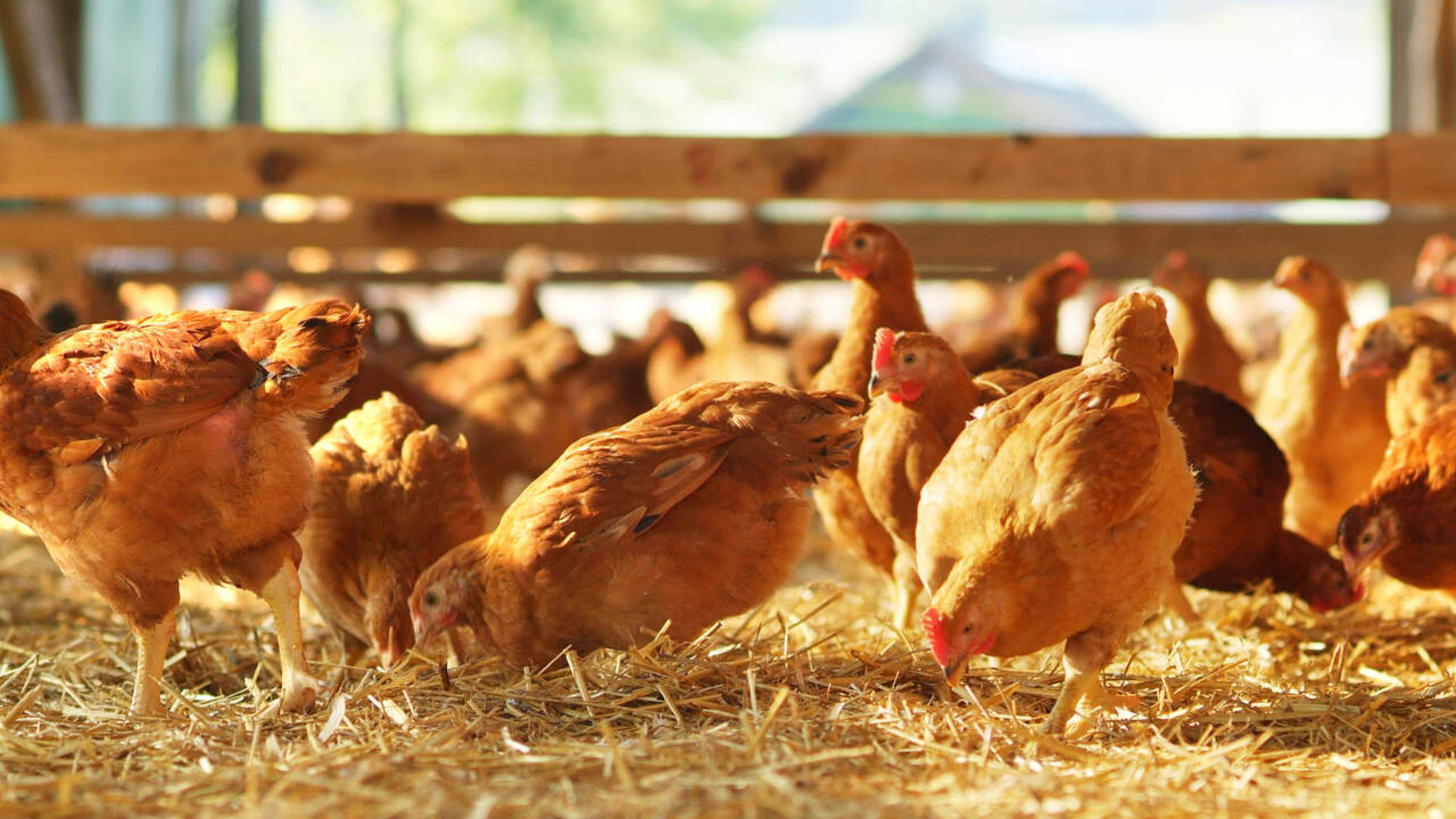 Entry into poultry production
