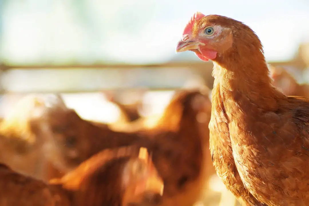 Nachhaltige Corporate Governance bei der Bell Food Group