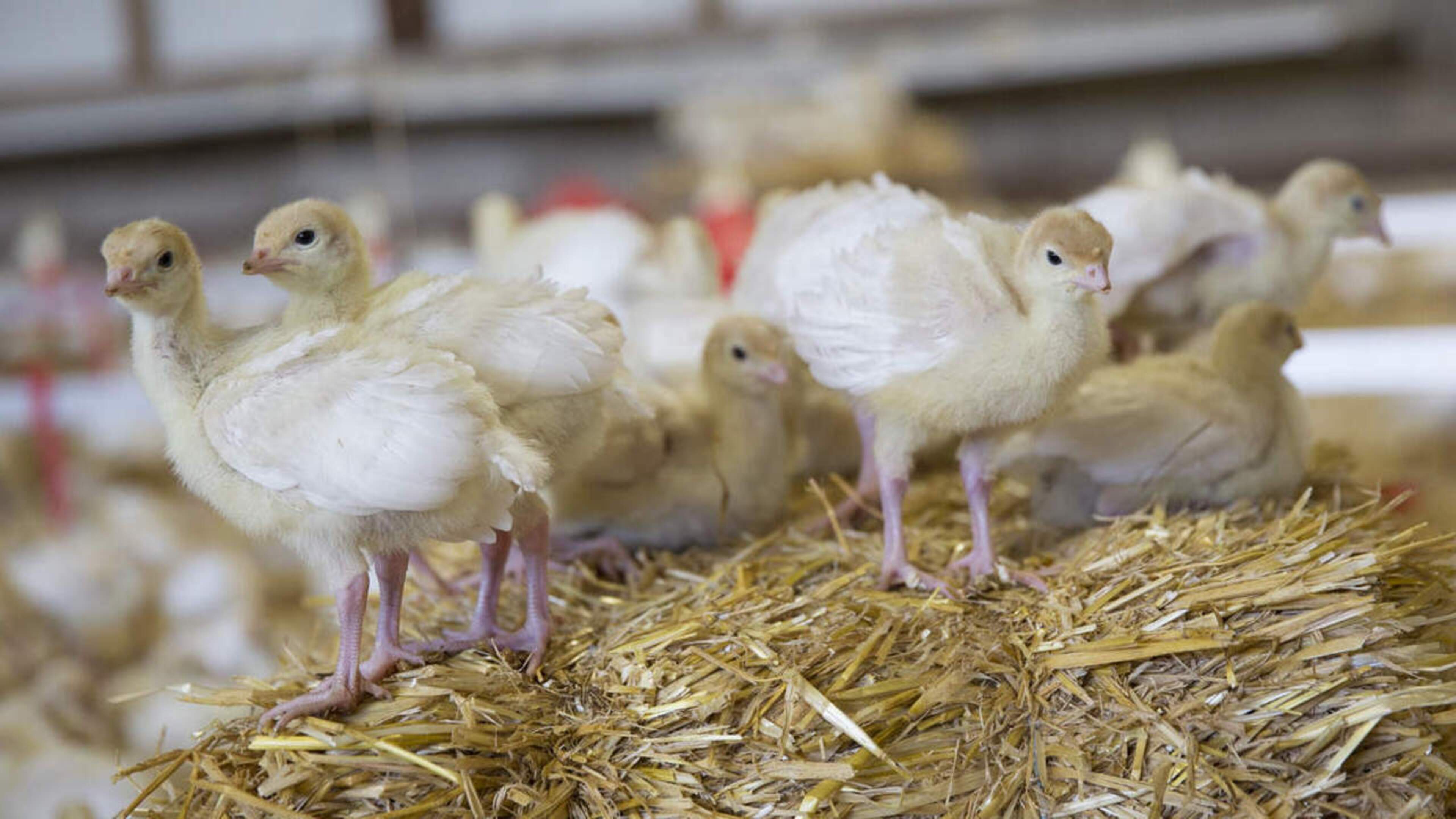 Bell Food Group - Leading in Food